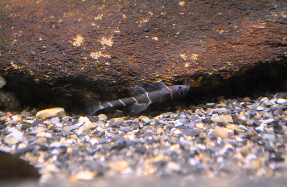 Fire-eyed loach (Barbucca diabolica) - Marine Life Identification