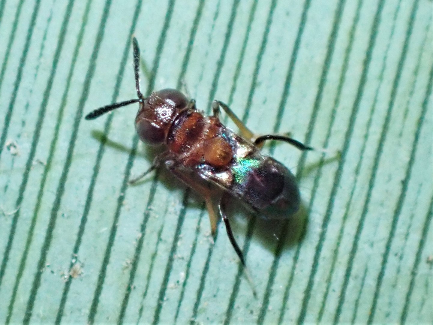 Encyrtus aurantii (Geoffroy, 1785)