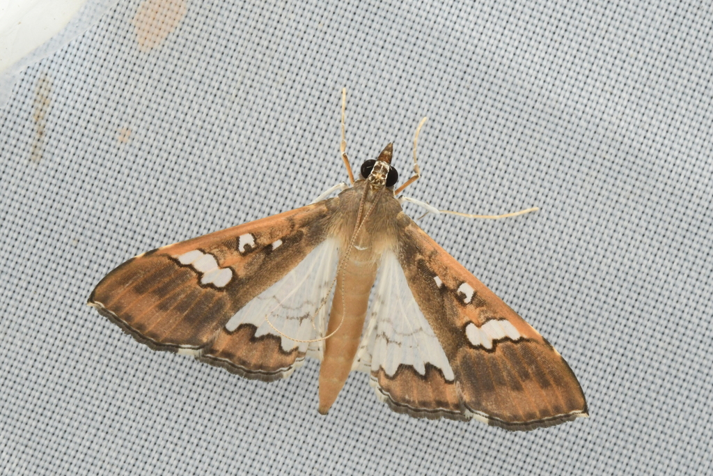 Mung Bean Moth from 中国北京市海淀区小西山 on September 14, 2020 at 07:44 AM by ...