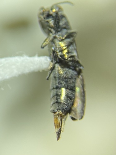 Agrilus atricornis · iNaturalist