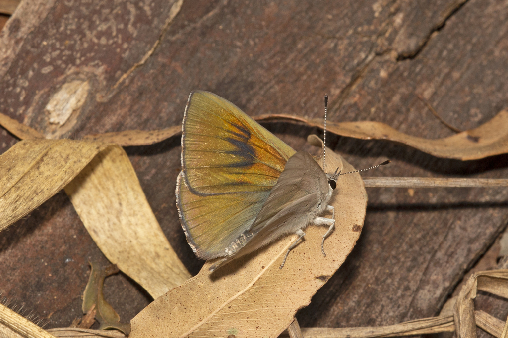 Large Trident-Blue from Mount Coot-Tha QLD 4066, Australia on February ...
