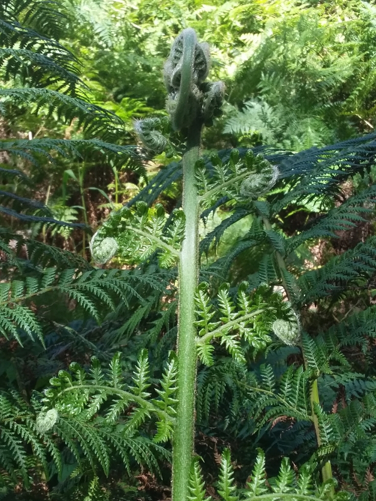 man fern in February 2022 by insiderelic · iNaturalist