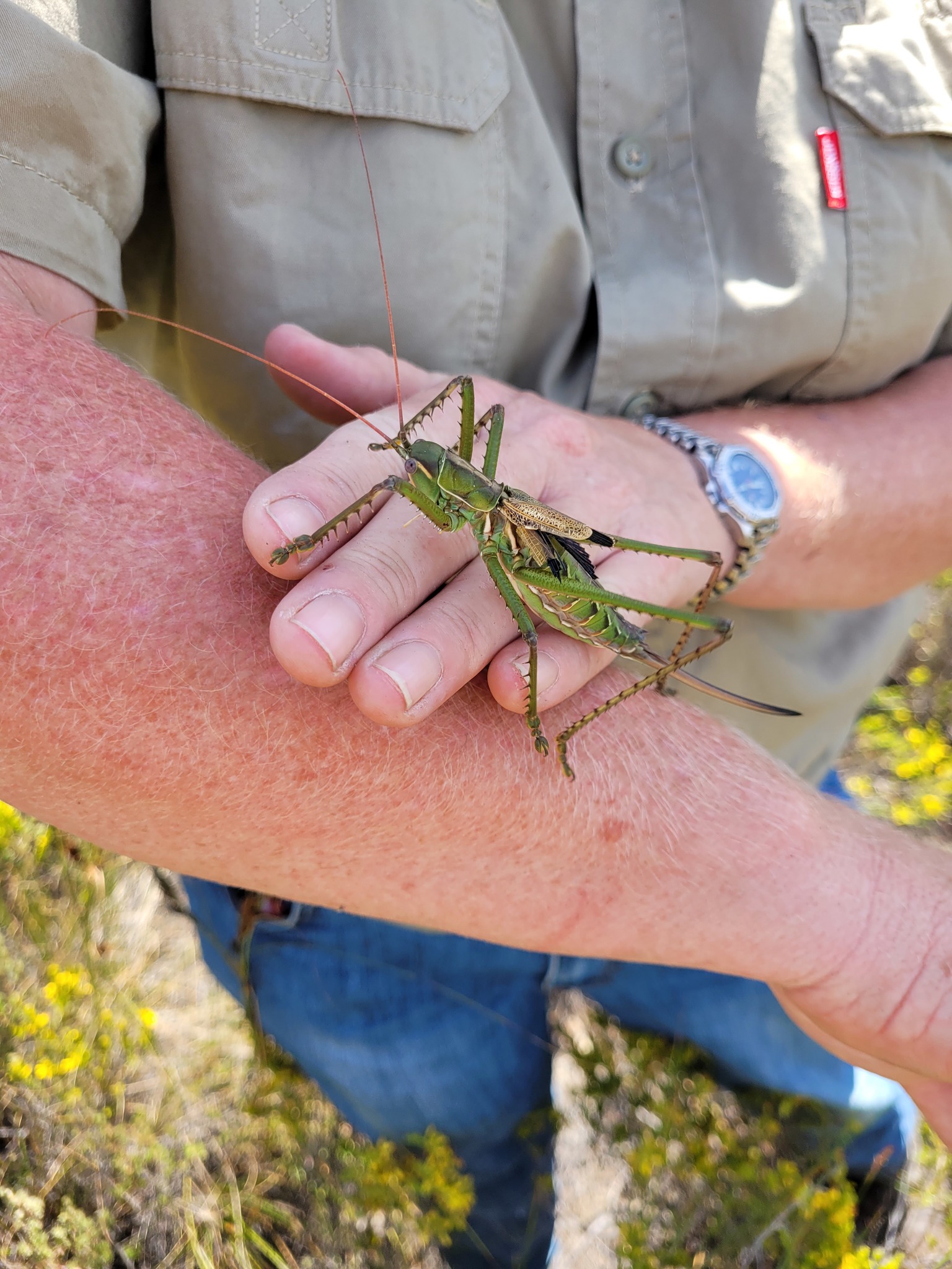 Clonia melanoptera (Linnaeus, 1758)
