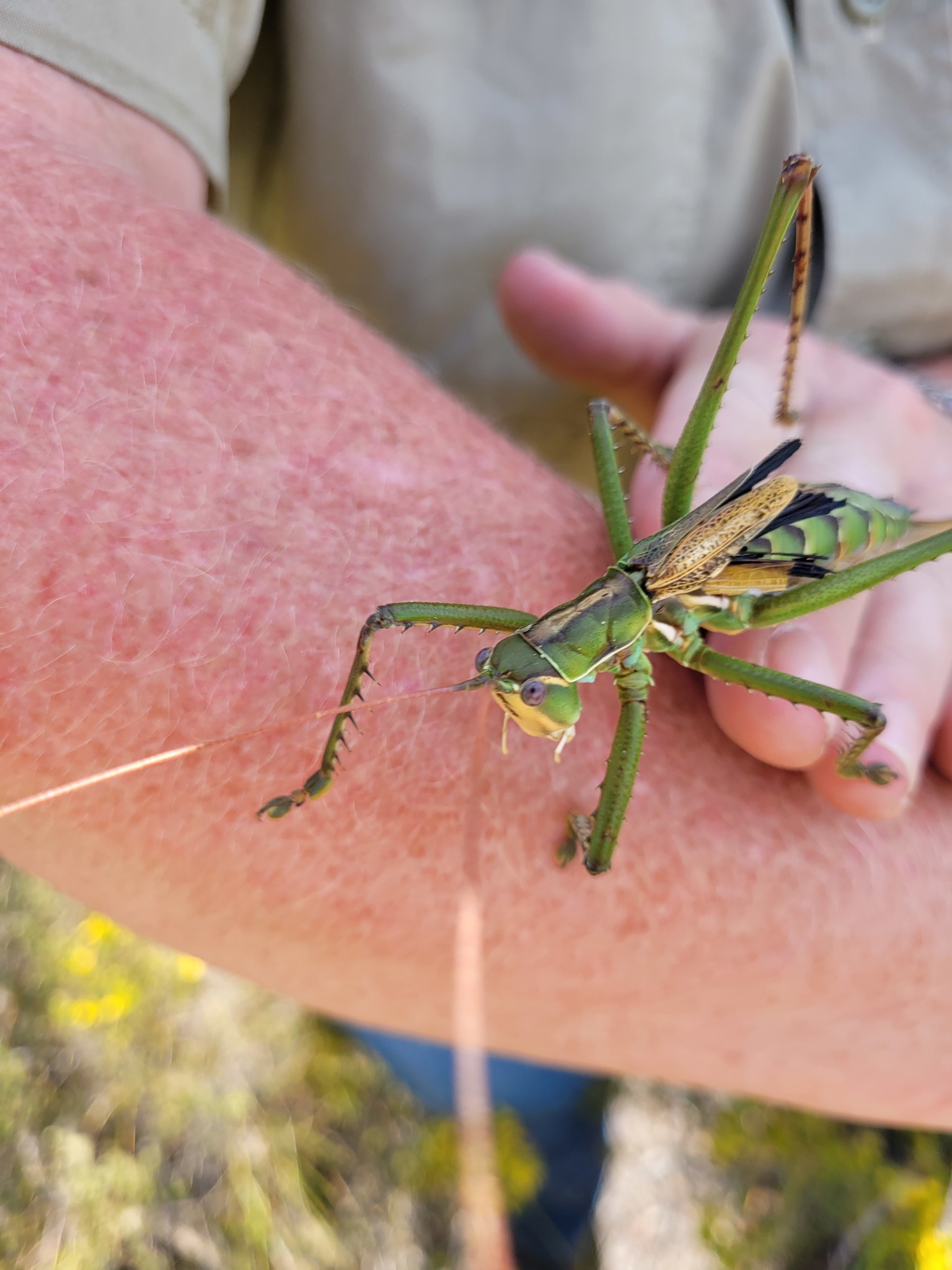 Clonia melanoptera (Linnaeus, 1758)