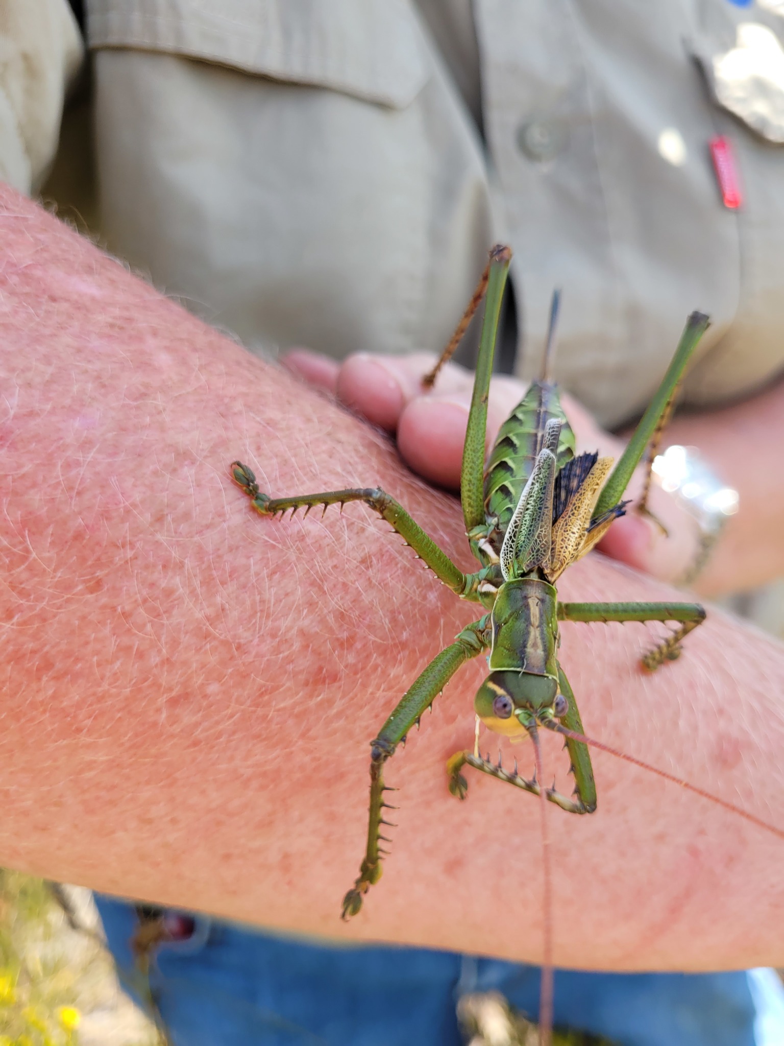 Clonia melanoptera (Linnaeus, 1758)