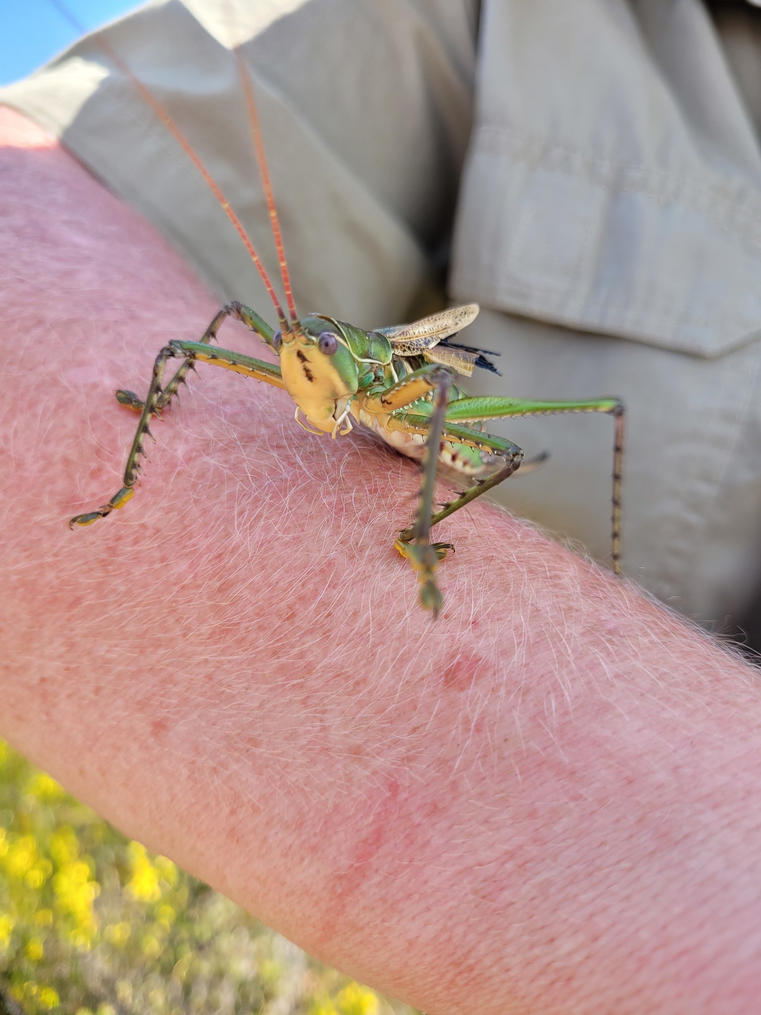 Clonia melanoptera (Linnaeus, 1758)