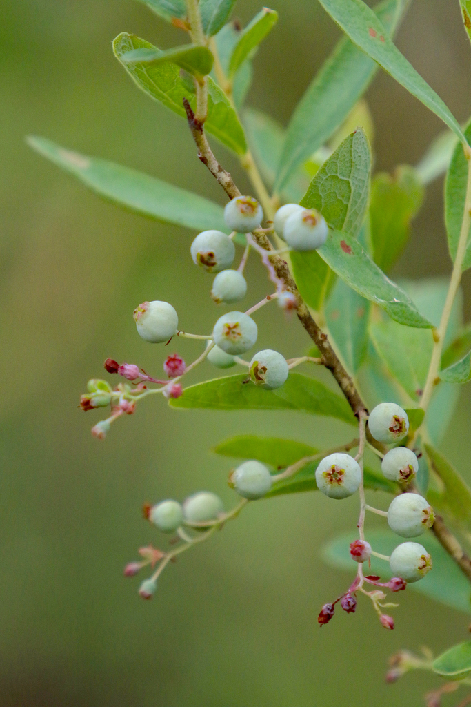 blue huckleberry (Connecticut Foraging) · iNaturalist