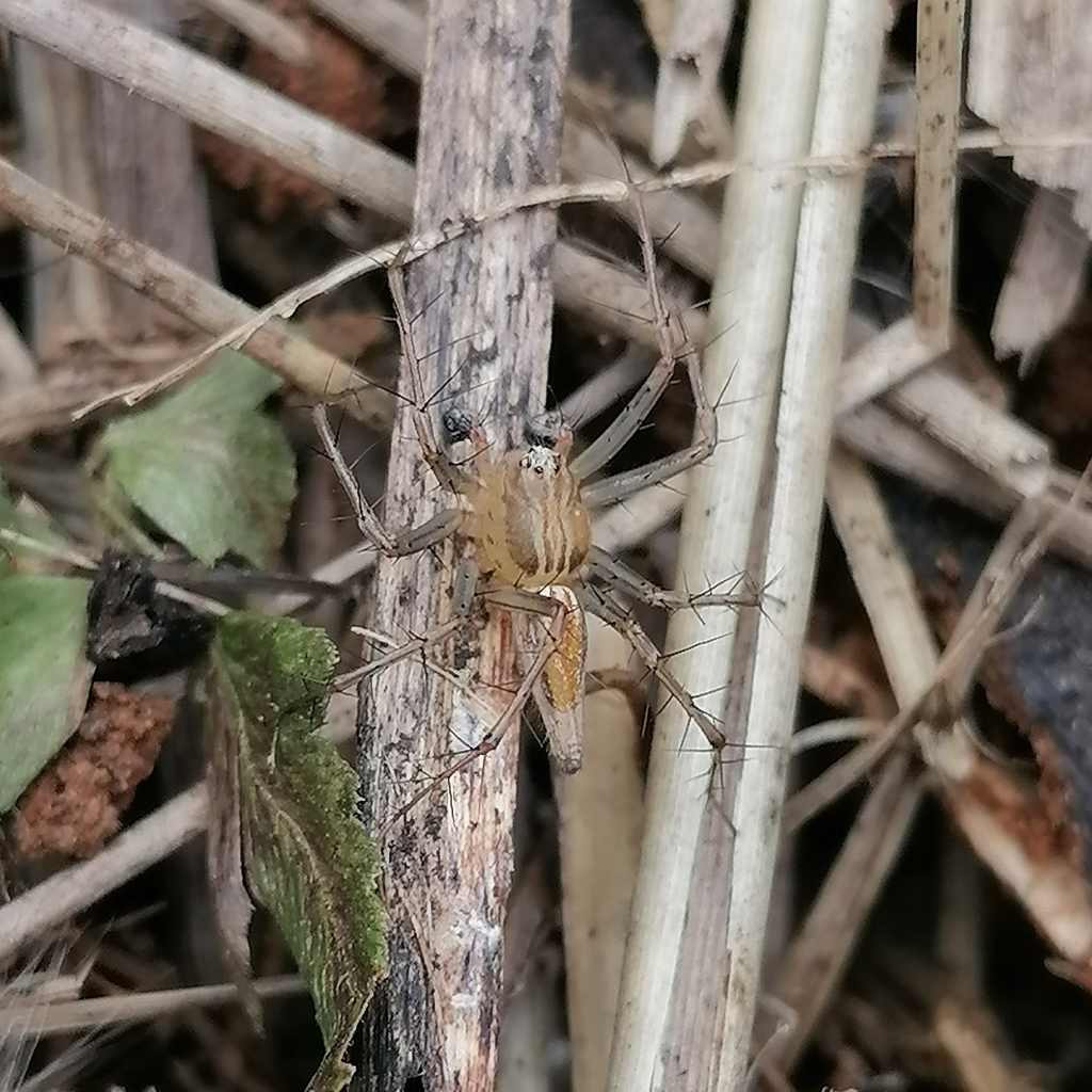 Grass lynx spiders from Hainan, CN-HA, CN on February 12, 2022 at 01:09 ...