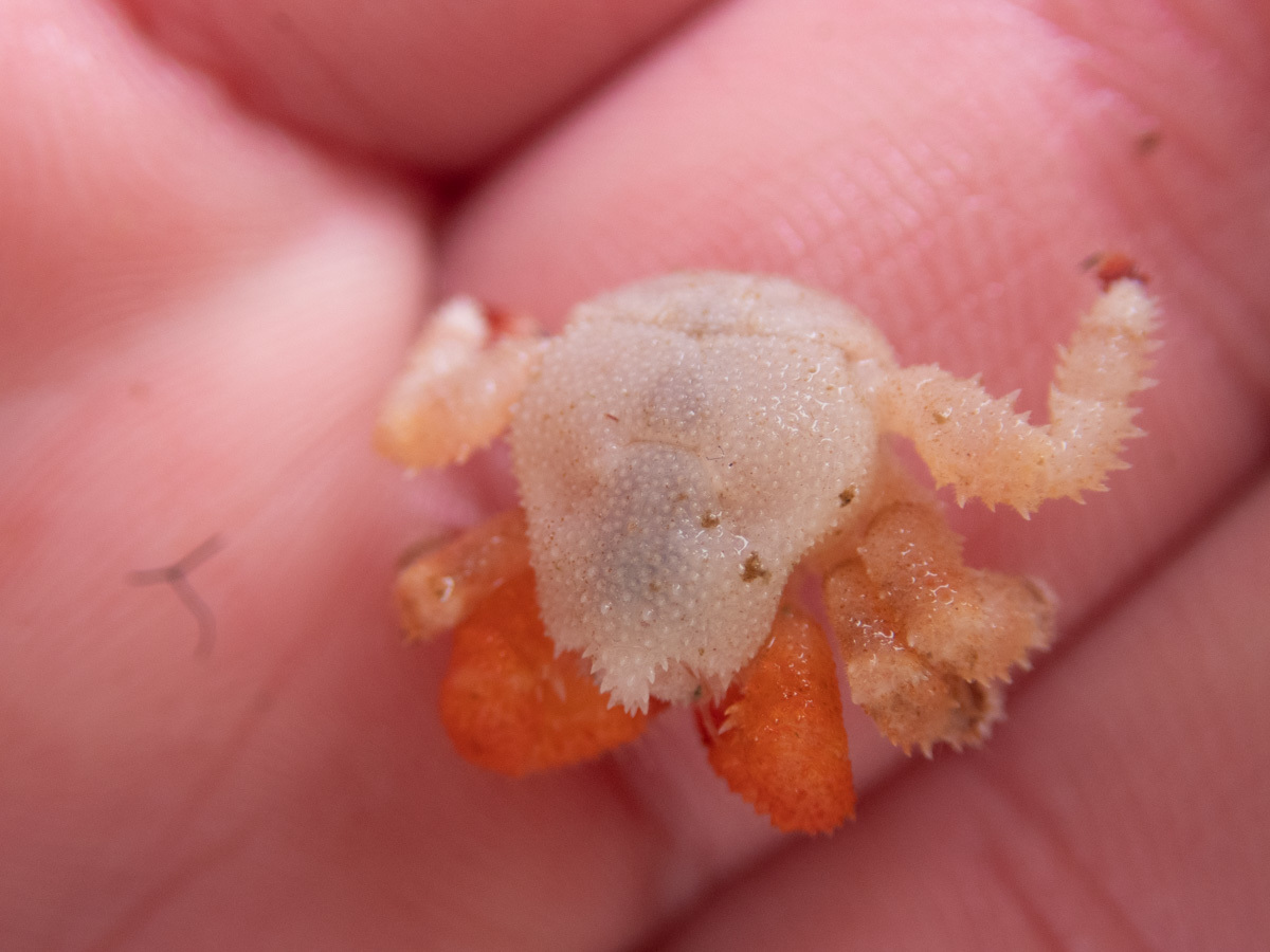 Acantholithodes hispidus (Stimpson, 1860)