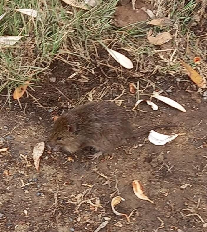 Australian Swamp Rat (Rattus lutreolus) - Know Your Mammals