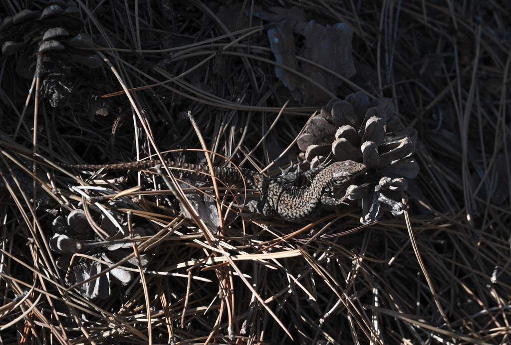 Common Wall Lizard from Parco Naturale Monte S.Giorgio on October 17 ...
