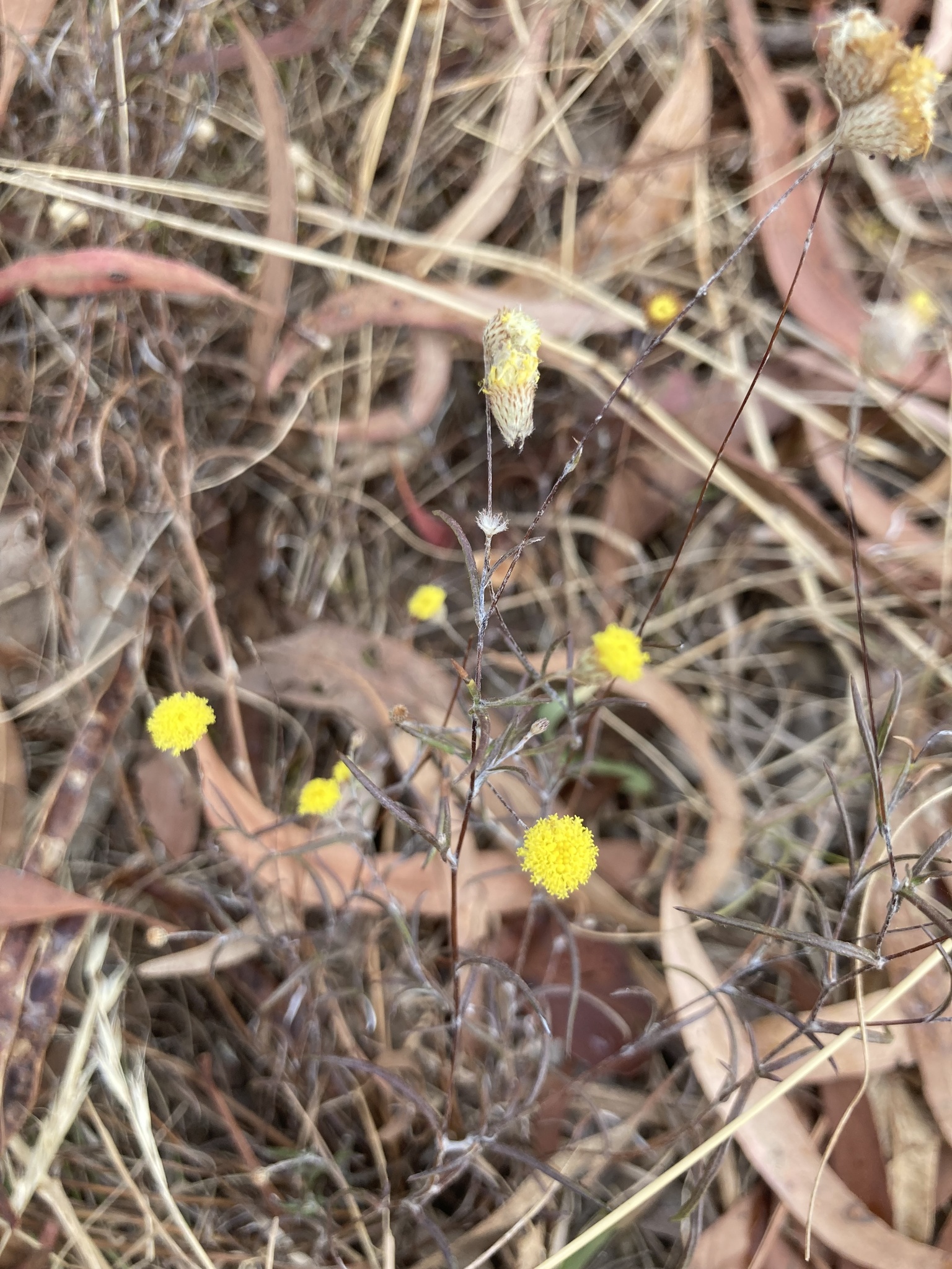 Leptorhynchos squamatus (Labill.) Less.