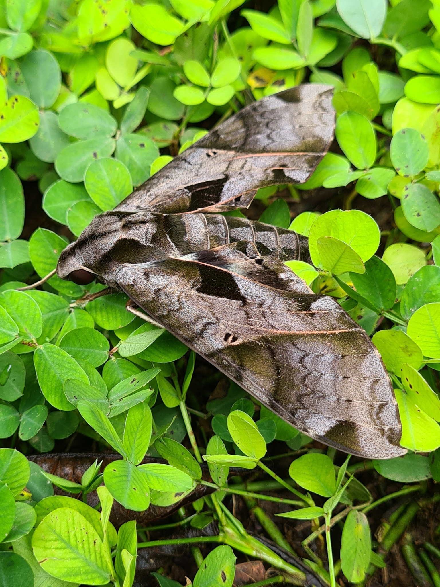 Eumorpha satellitia Linnaeus, 1771