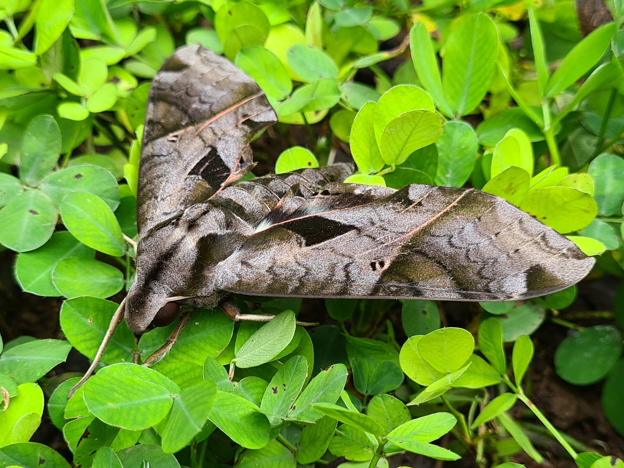 Eumorpha satellitia Linnaeus, 1771