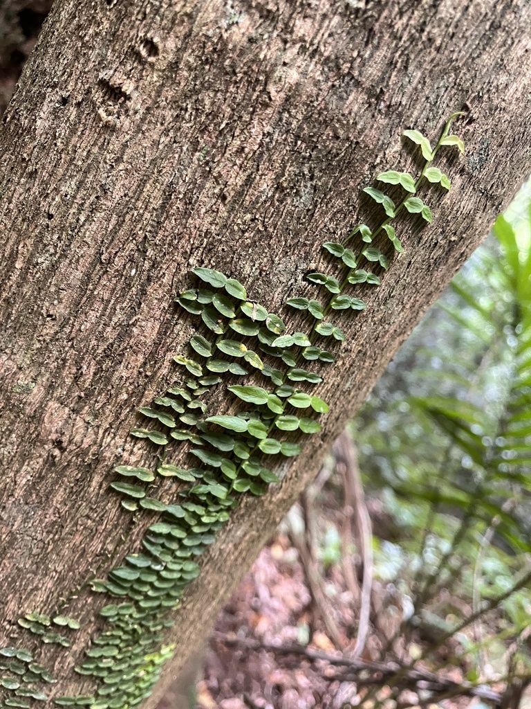Pothos longipes from D’Aguilar National Park, Enoggera Reservoir, QLD ...
