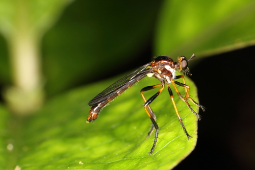 Saropogon fascipes · iNaturalist