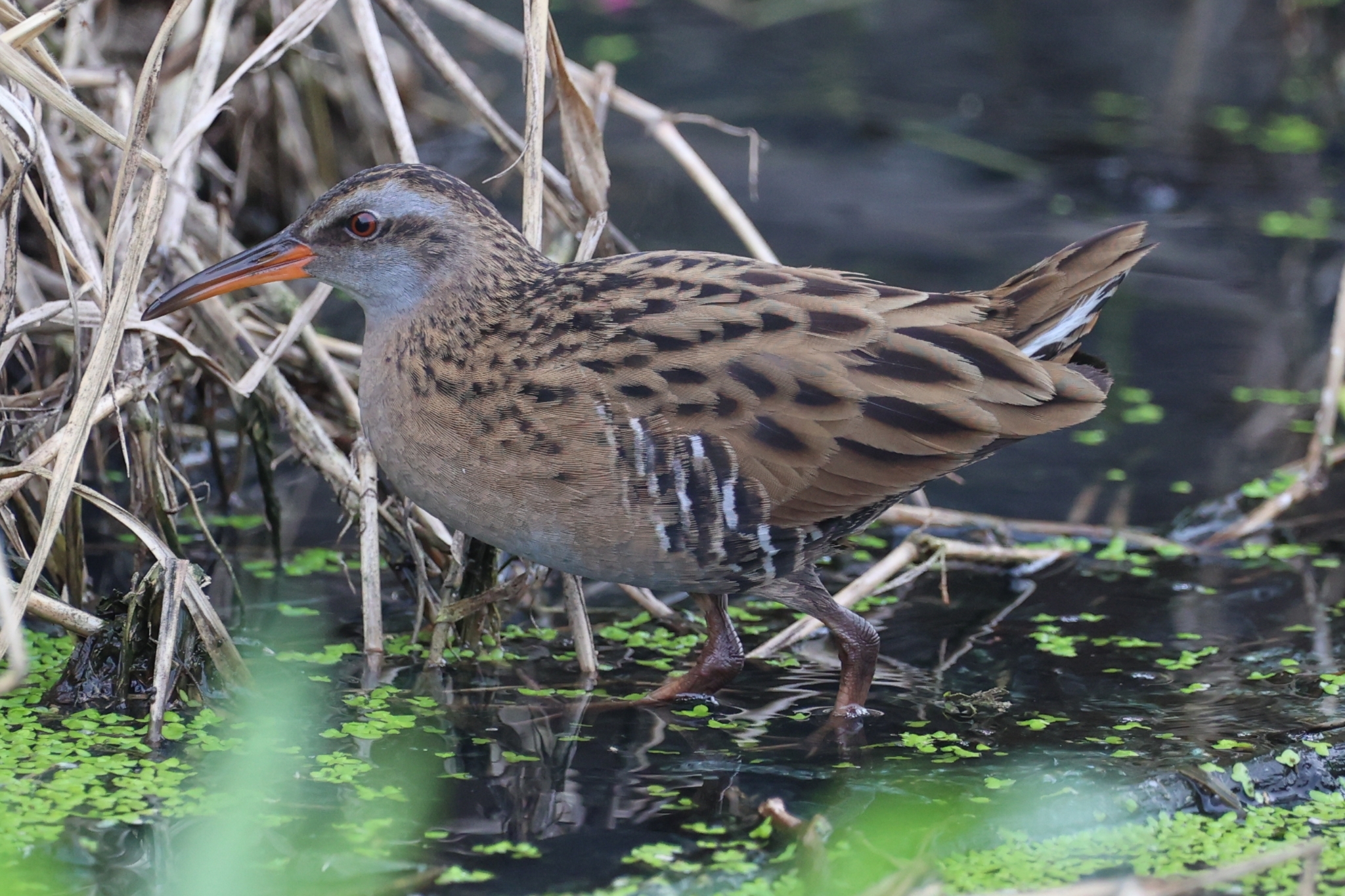 Rallus indicus Blyth, 1849