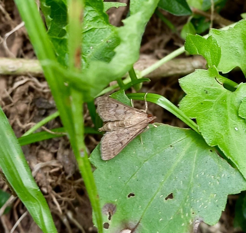 Grass Webworm Moth from Udumbanchola, Idukki, KL, IN on February 12 ...