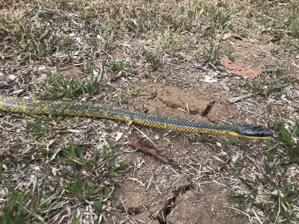 Puffing Snake from Station on April 03, 2019 at 03:12 AM by Michael Roy ...