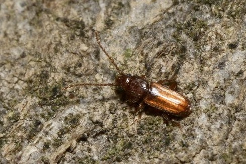 Placonotus MacLeay, 1871