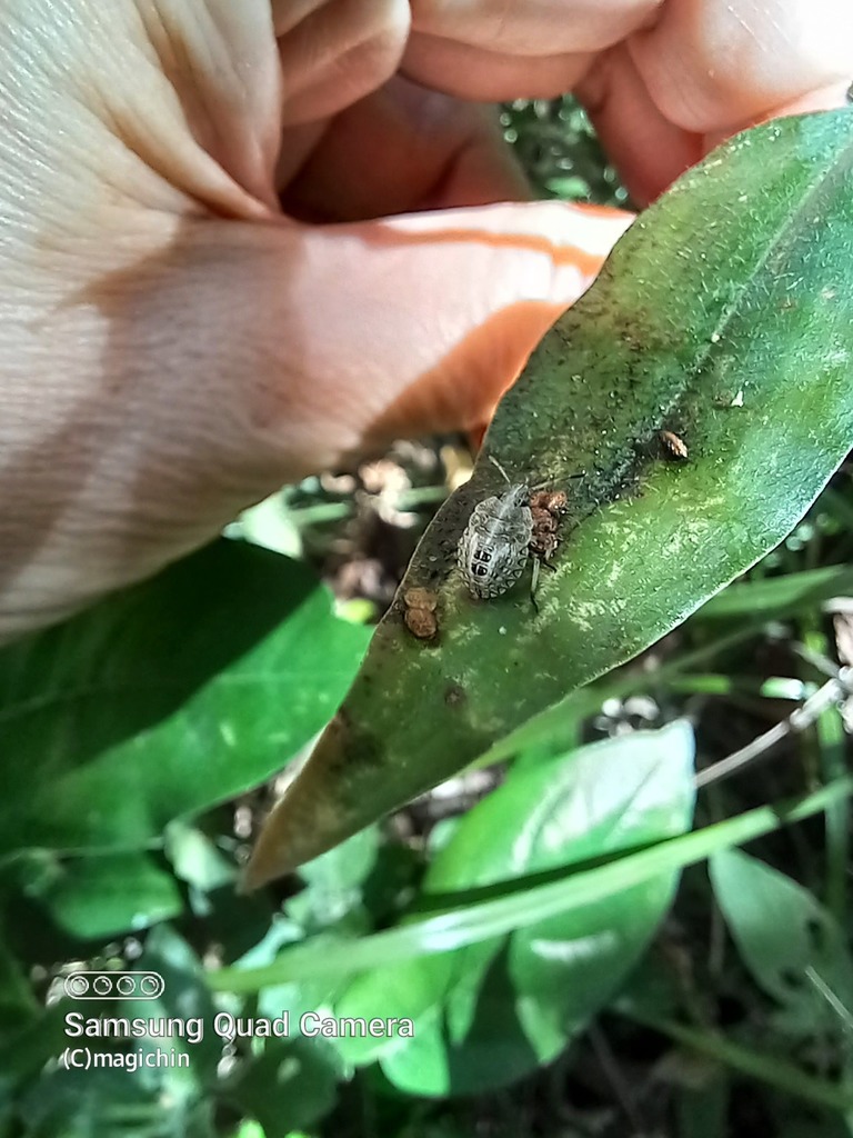 Stink Bugs from St Joseph, Trinidad and Tobago on February 11, 2022 at ...