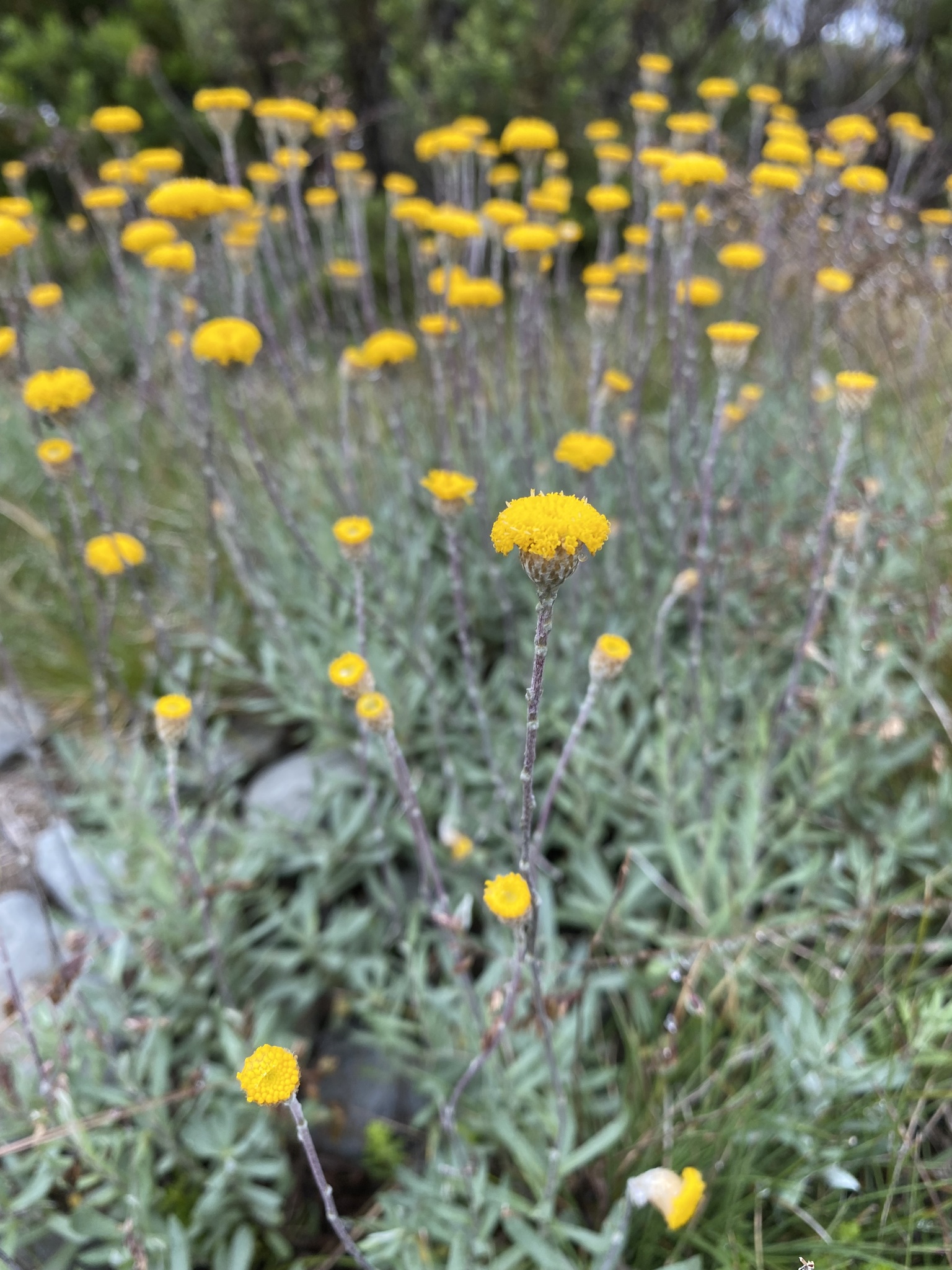 Leptorhynchos squamatus (Labill.) Less.