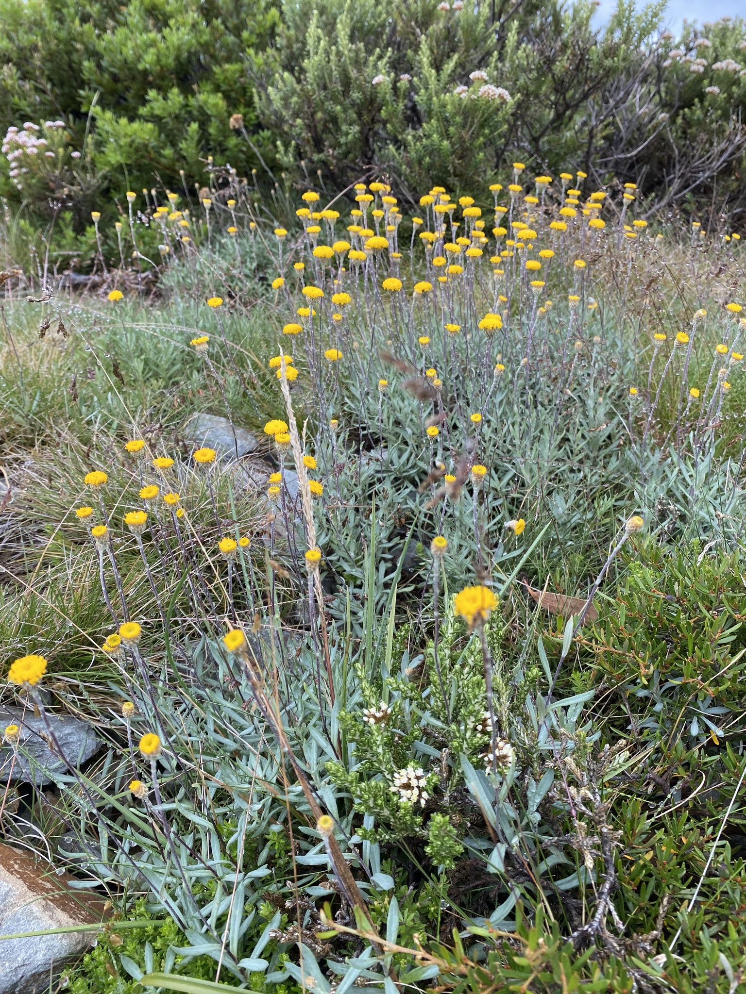 Leptorhynchos squamatus (Labill.) Less.