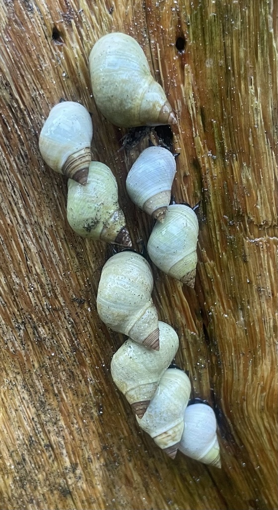 Cloudy Periwinkle from Colon, PA on February 12, 2022 at 07:15 AM by ...