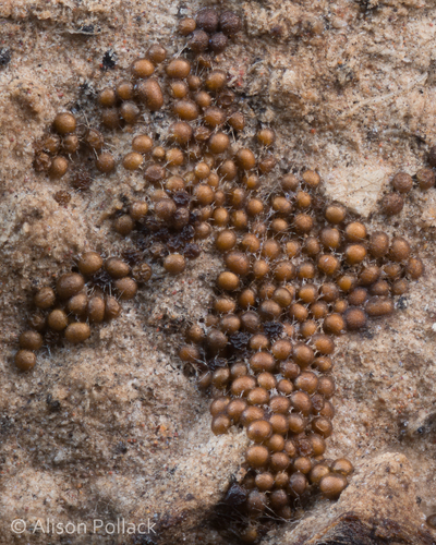Licea tenera · iNaturalist