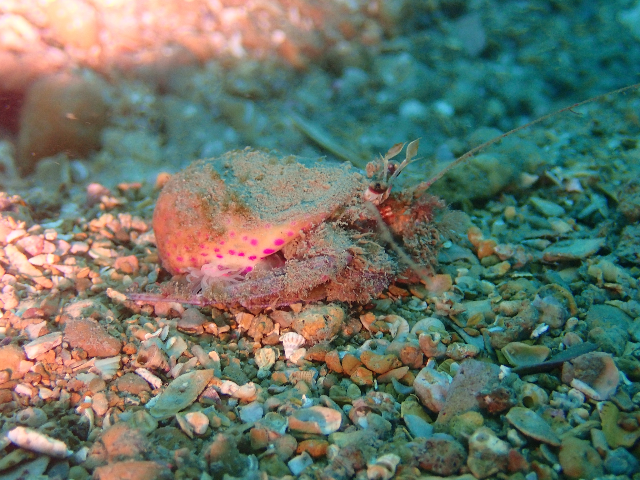 Adamsia palliata (Fabricius, 1779)