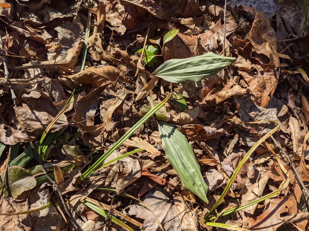 putty root from Montgomery County, MD, USA on February 11, 2022 at 12: ...