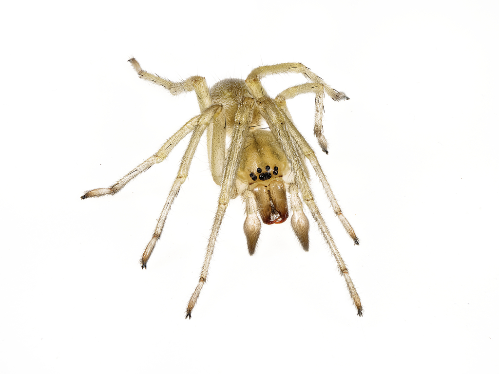 Northern Yellow Sac Spider (Arthropods of the Jordan River Nature ...