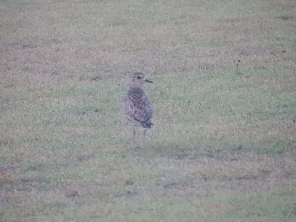 Pacific Golden Plover from North Central Province, Maldives on February ...