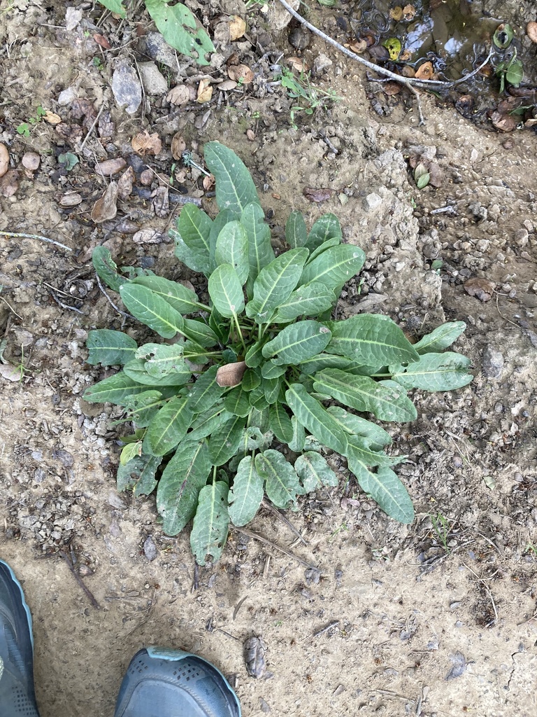 willow dock from Anthony Chabot Regional Park, Castro Valley, CA, US on ...