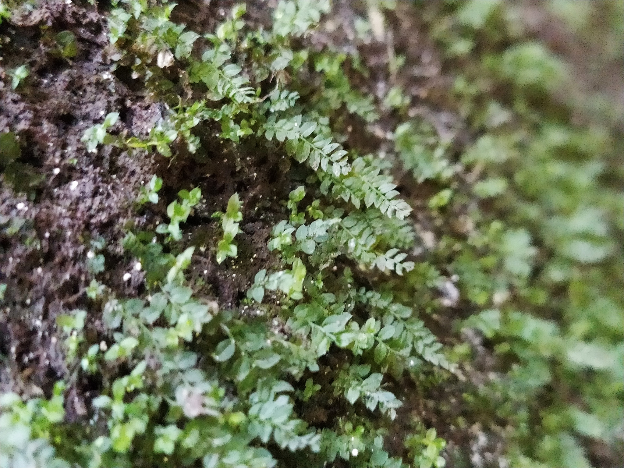 Mnium stellare Reichard ex Hedwig, 1801