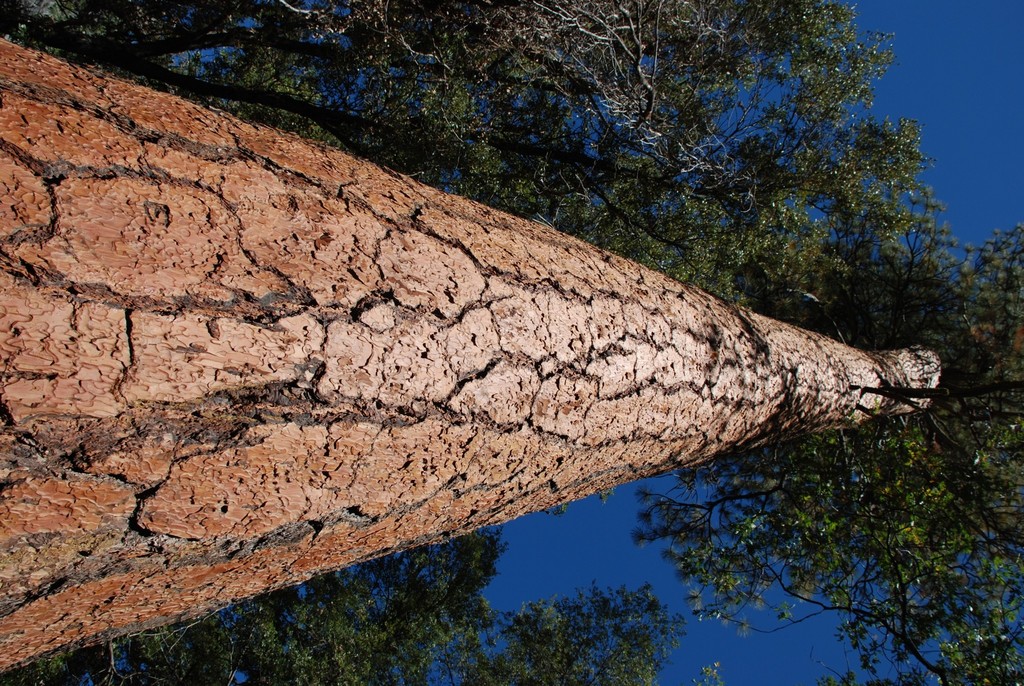 Pacific ponderosa pine (Pinus ponderosa benthamiana) - Botanical Realm