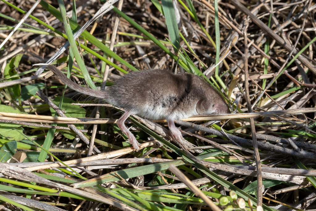 Eastern Lesser White-toothed Shrew from Белозерский район, Херсонская ...