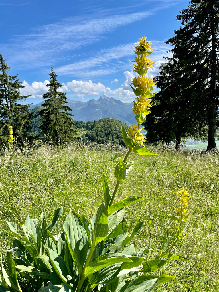 Gentiana lutea lutea from Montmin on July 2, 2021 at 04:34 PM by ...