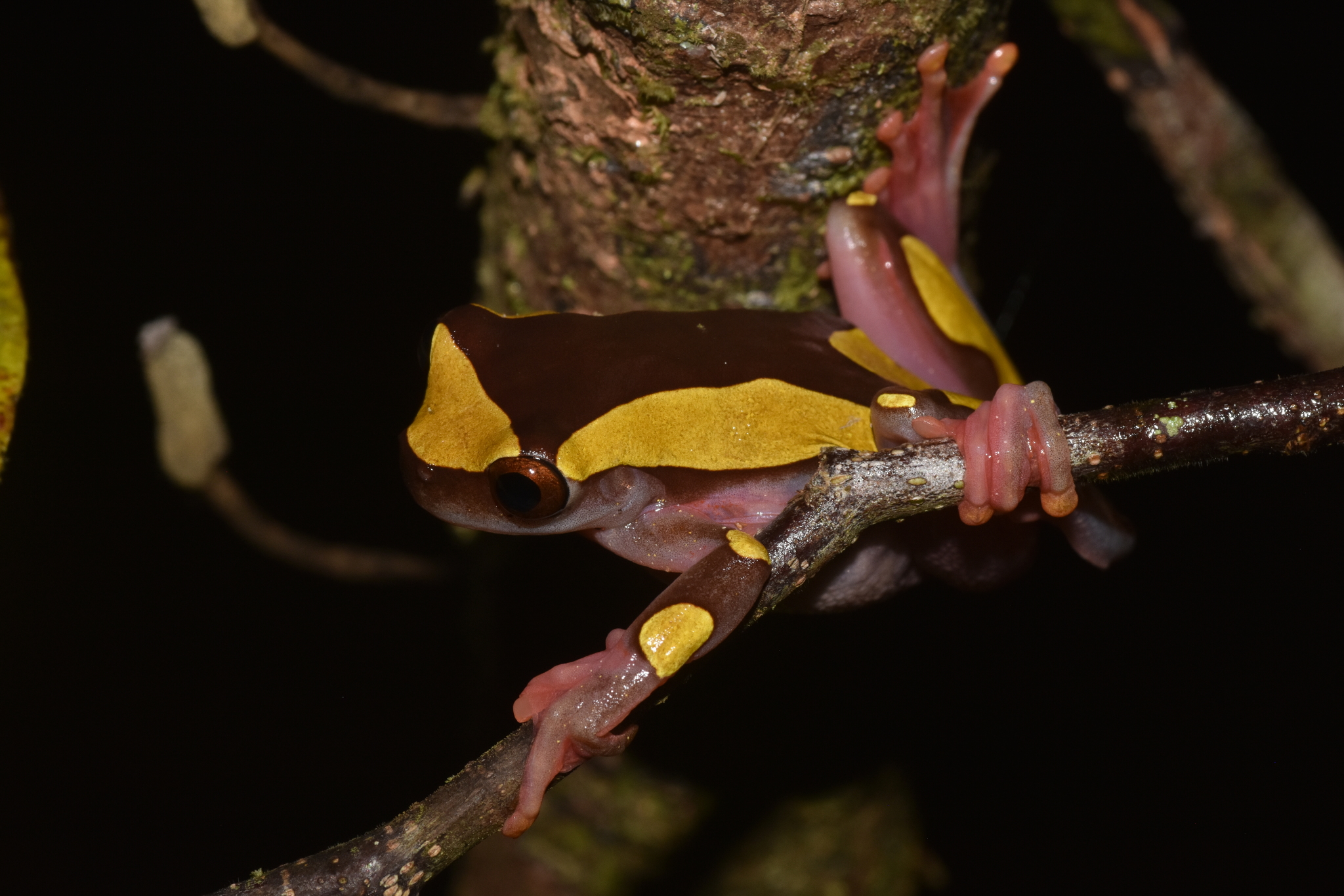 Dendropsophus leucophyllatus (Beireis, 1783)