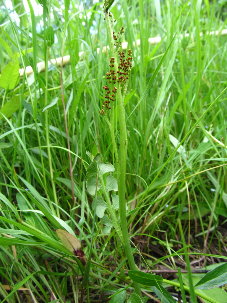 common moonwort from Новобаварський район, Харків, Харківська область ...