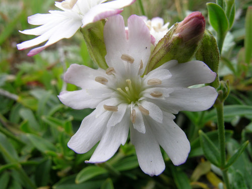 Cascade Head Catchfly (Variety Silene douglasii oraria) · iNaturalist
