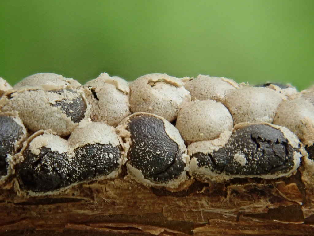 Diderma niveum (protozoans of the USA) · iNaturalist