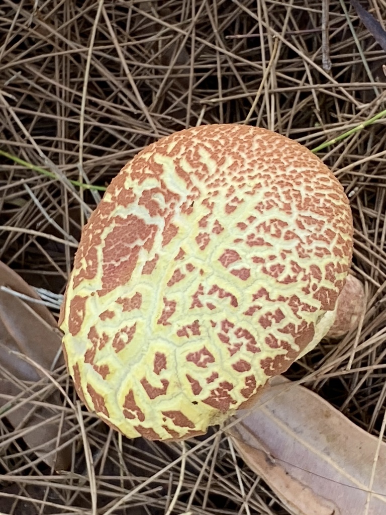 Boletellus from Eenie Creek Rd, Sunshine Beach, QLD, AU on February 12 ...