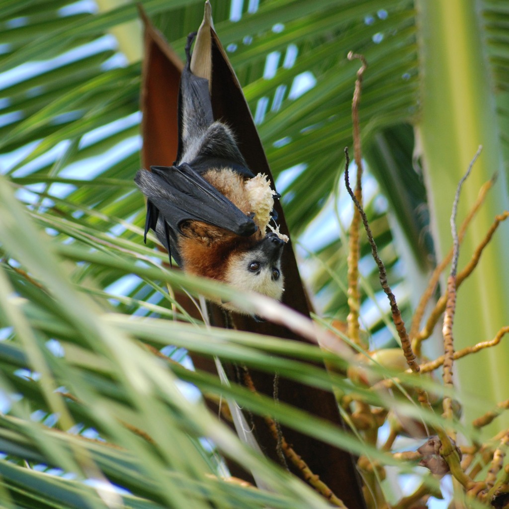 Zorro Volador De Aldabra (African bats and rodents) · iNaturalist