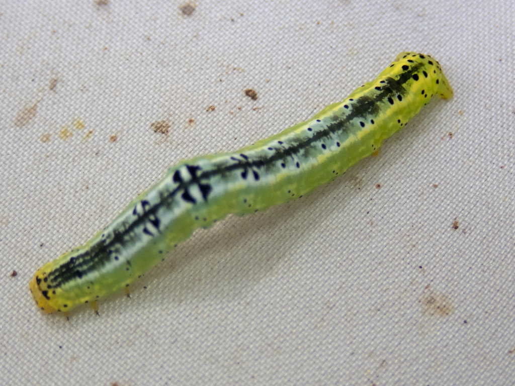 Xenomusa monoda from Balook VIC 3971, Australia on February 05, 2022 at ...