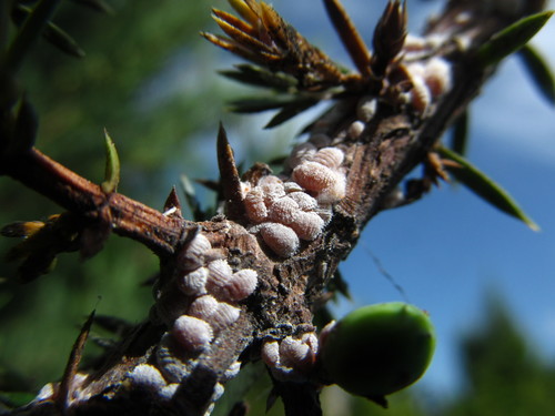 Planococcus vovae · iNaturalist