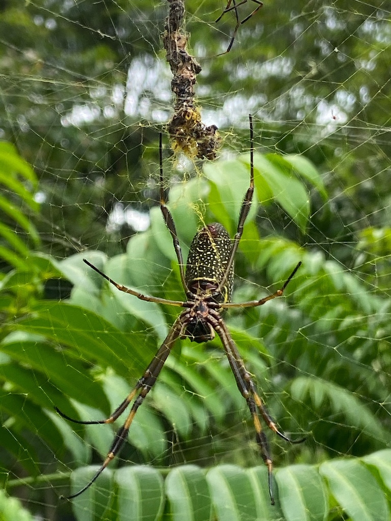 Golden Silk Spider from Rua Conceição de Monte Alegre, São Paulo, SP ...