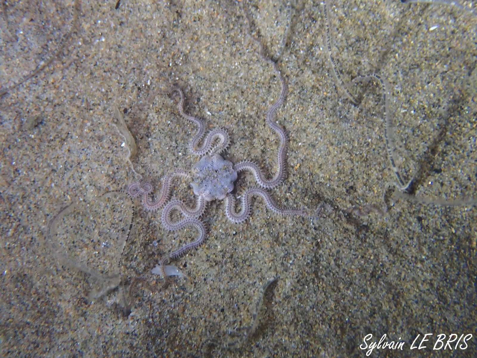 Amphiura Forbes, 1843