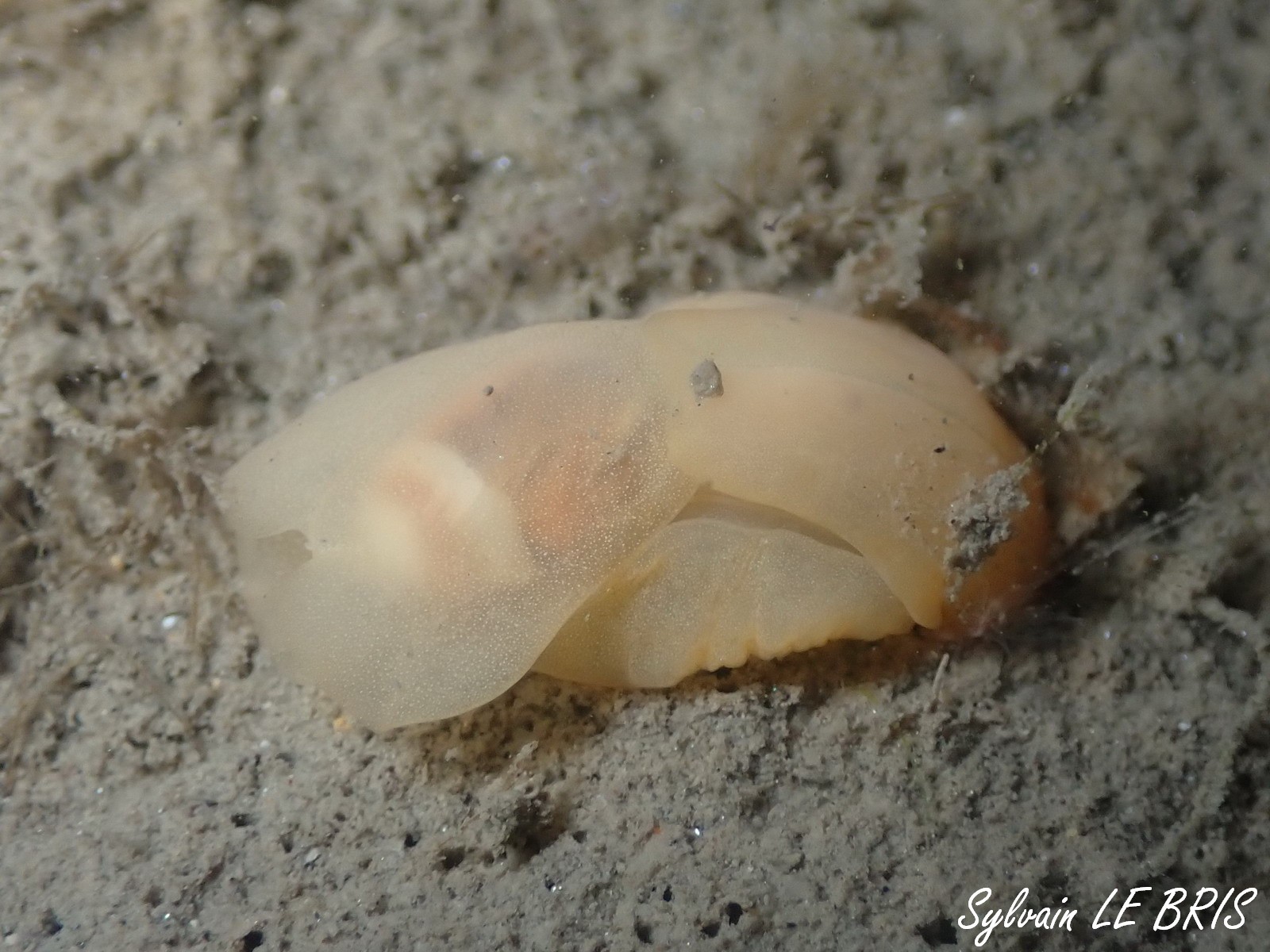 Philine quadripartita Ascanius, 1772