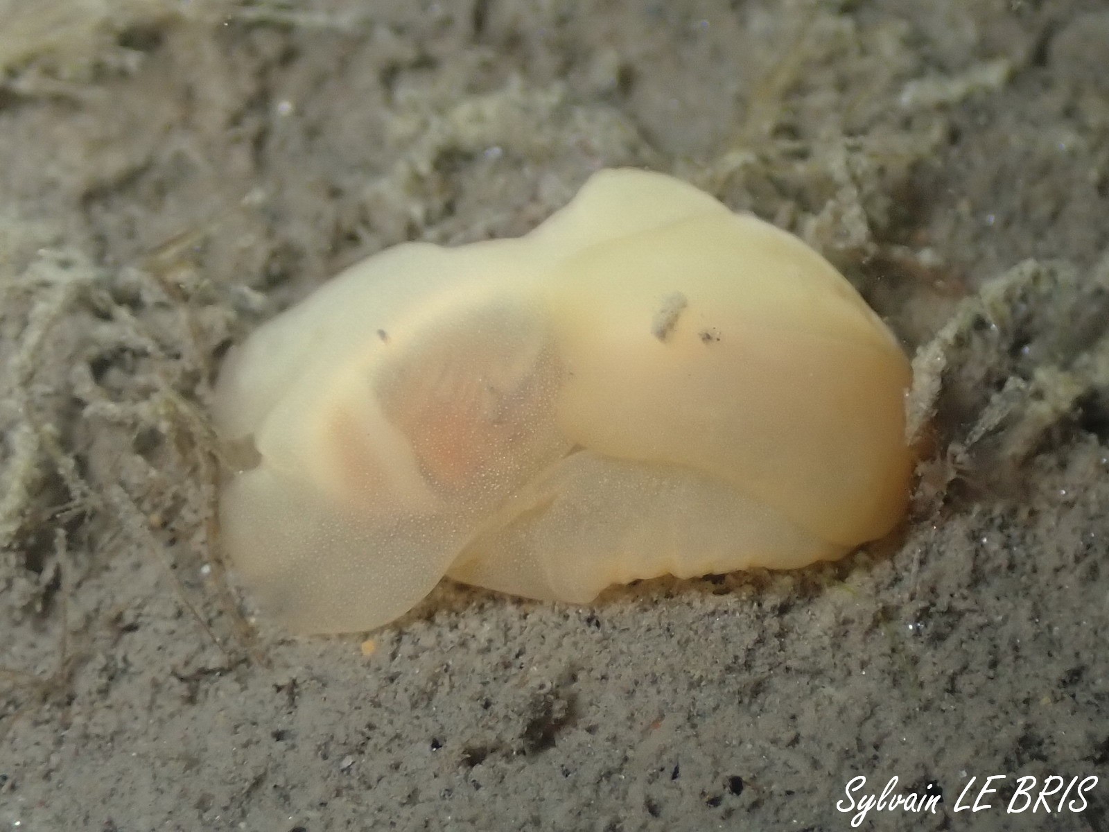 Philine quadripartita Ascanius, 1772